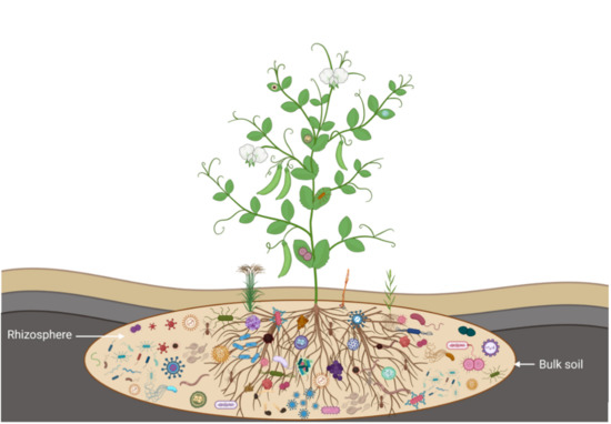 Pea Breeding for Resistance to Rhizospheric Pathogens