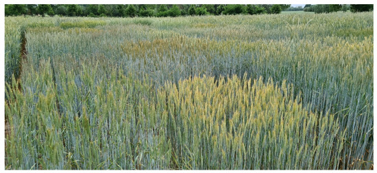 Improving Yield and Yield Stability in Winter Rye by Hybrid Breeding