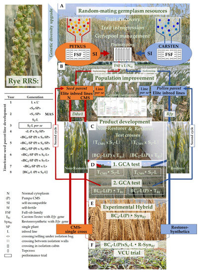 Improving Yield and Yield Stability in Winter Rye by Hybrid Breeding