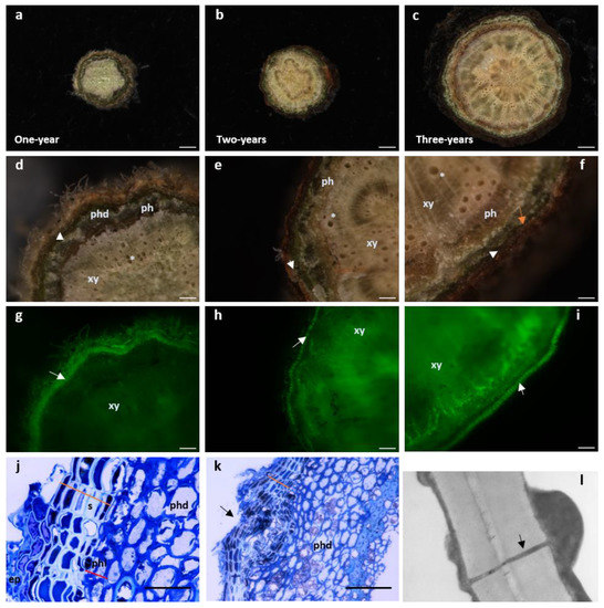 Cork Development: What Lies Within