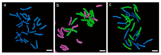 Cytogenetics and Consequences of Polyploidization on Different Biotic ...