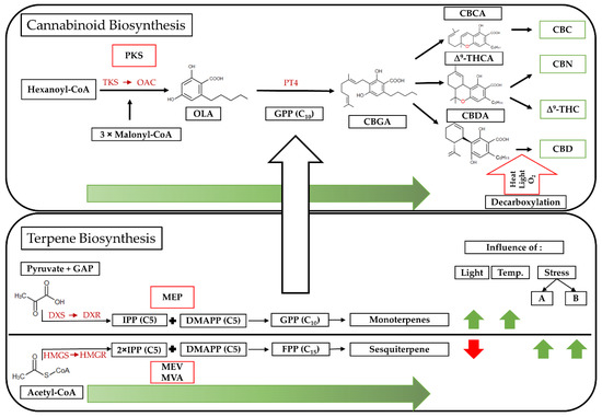 Impacts of Different Light Spectra on CBD, CBDA and Terpene ...