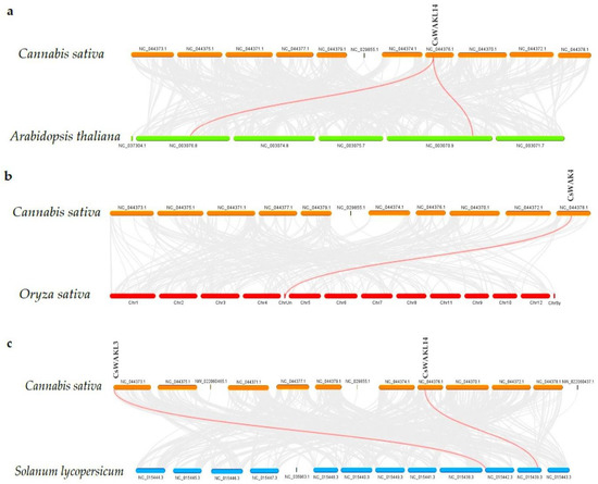 Genome-Wide Identification and Expression Analysis of Wall-Associated ...
