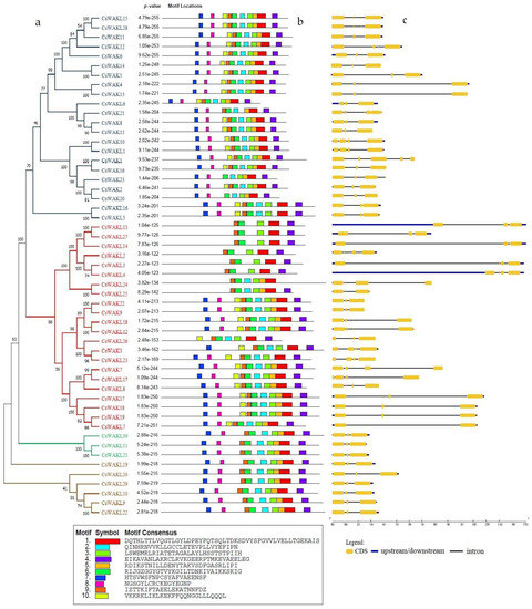 Genome-Wide Identification and Expression Analysis of Wall-Associated ...