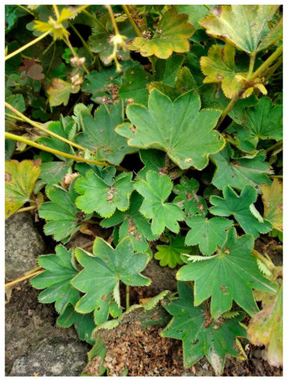 Phenolic Composition and Antioxidant Activity of Alchemilla Species