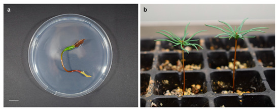 Germination Behavior and Early Seedling Growth in Abies pinsapo Boiss ...