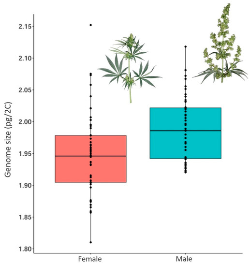 Novel Insights into the Nature of Intraspecific Genome Size Diversity in Cannabis sativa L.
