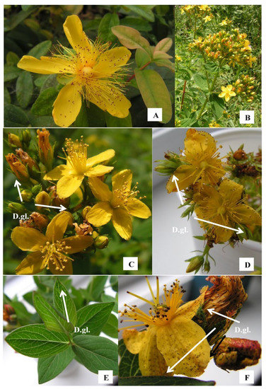 Plants | Free Full-Text | Evolutionary Aspects of Hypericin ...