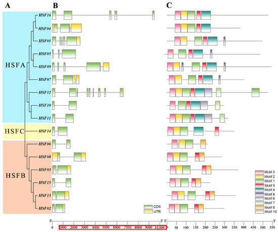 Genome-Wide Identification and Expression Analysis of HSF Transcription ...