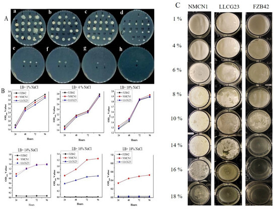 Salt Tolerant Bacillus Strains Improve Plant Growth Traits and ...