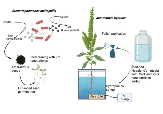 Plants | Free Full-Text | Biogenic CuO and ZnO Nanoparticles as Nanofertilizers for Sustainable ...
