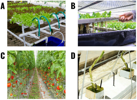 The Use of PGPB to Promote Plant Hydroponic Growth