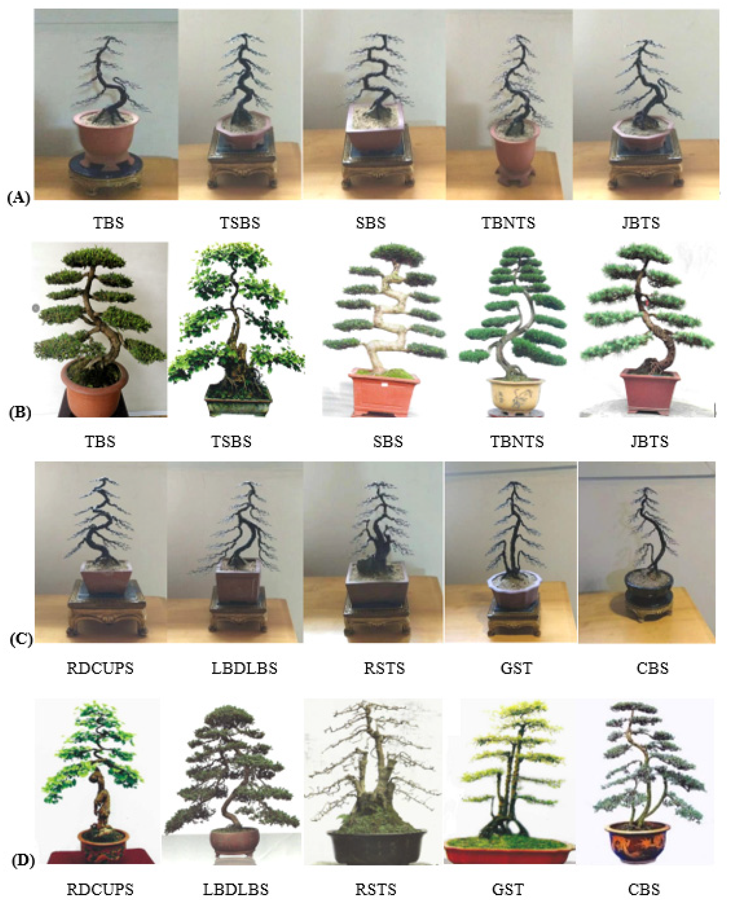 Different Shapes Of Bonsai on Sale | dntu.edu.vn
