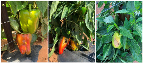Mitigating the Adverse Effects of Semi-Arid Climate on Capsicum ...