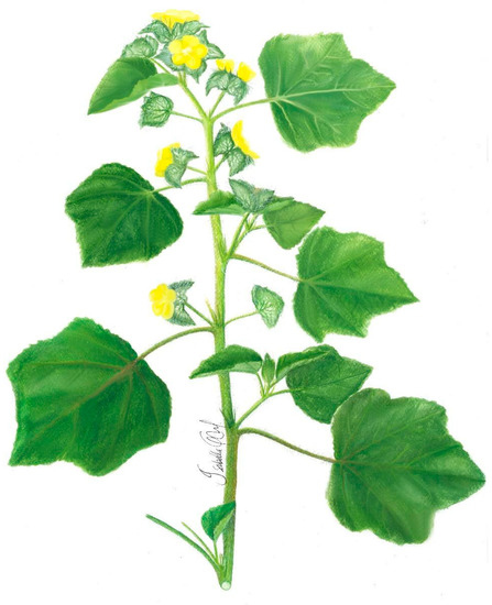 An Overview of Genus Malachra L.—Ethnobotany, Phytochemistry, and ...