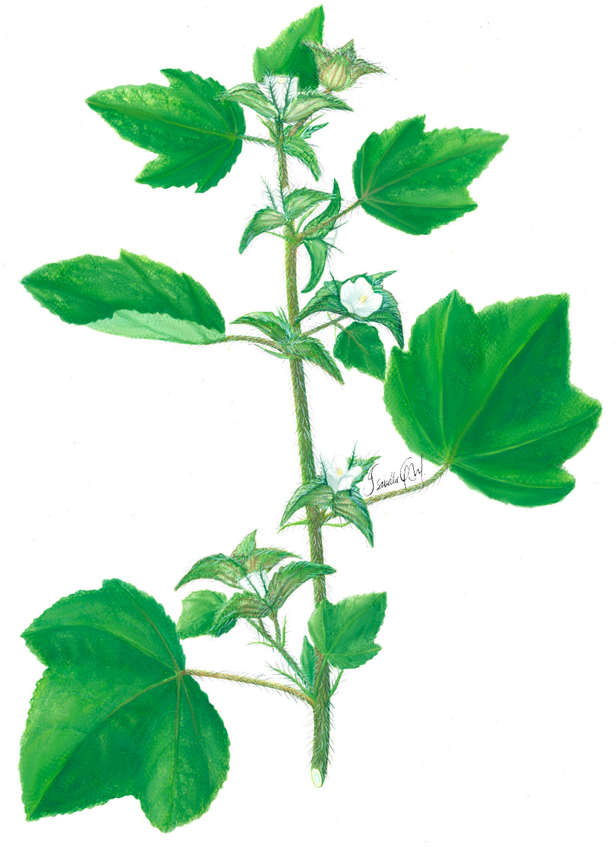 An Overview of Genus Malachra L.—Ethnobotany, Phytochemistry, and ...