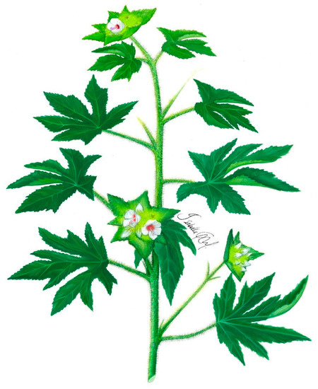 An Overview of Genus Malachra L.—Ethnobotany, Phytochemistry, and ...