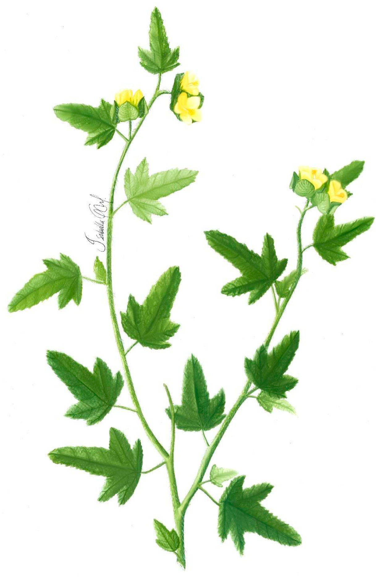 An Overview of Genus Malachra L.—Ethnobotany, Phytochemistry, and ...