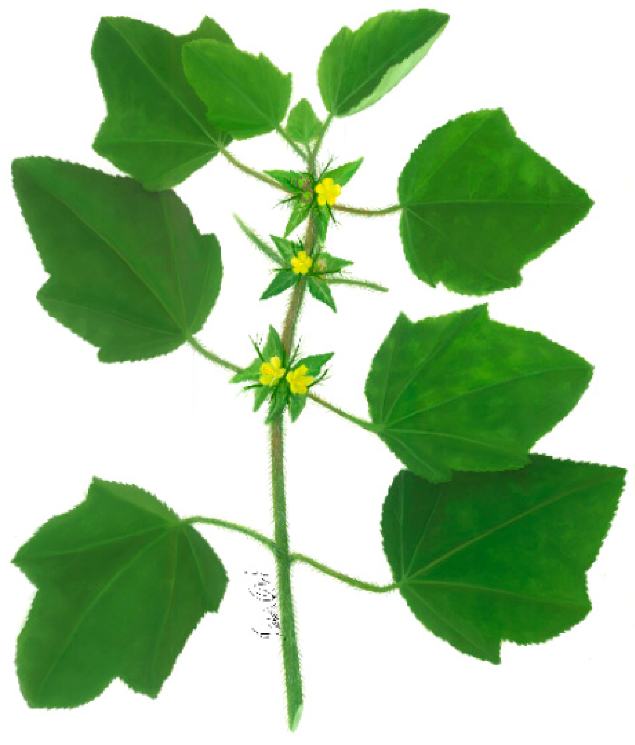 An Overview of Genus Malachra L.—Ethnobotany, Phytochemistry, and ...