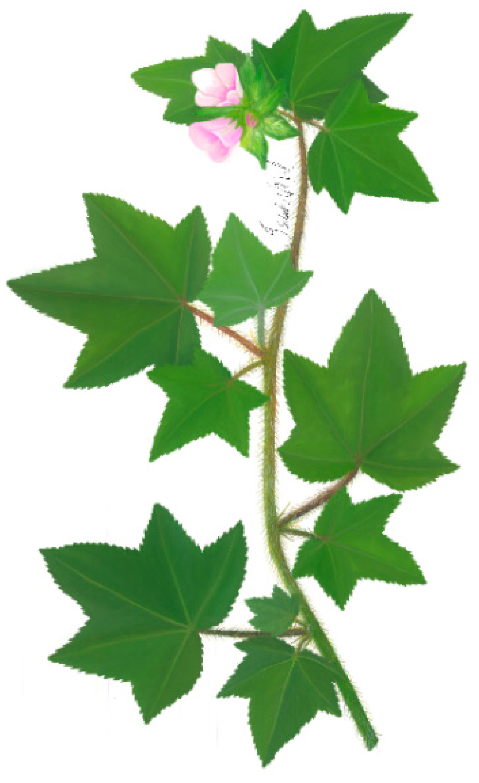 An Overview of Genus Malachra L.—Ethnobotany, Phytochemistry, and ...