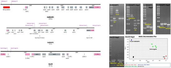Uncovering the Genetic of Cadmium Accumulation in the Rice 3K Panel