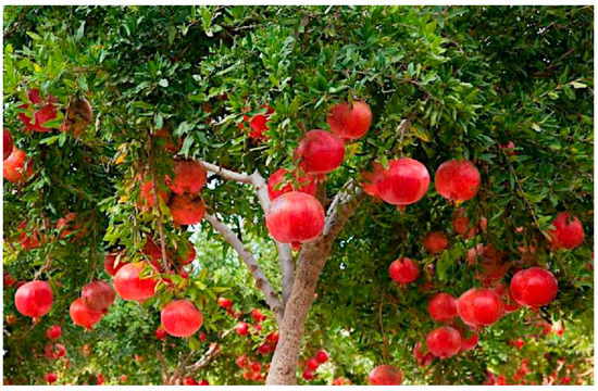 The Therapeutic Efficacy of Punica granatum and Its Bioactive Constituents with Special ...