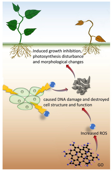 Effects of Graphene Oxide on Plant Growth: A Review