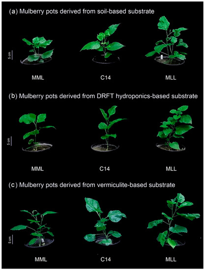 Bioactive Compounds Produced in Leaves of Mulberry (Morus alba L ...