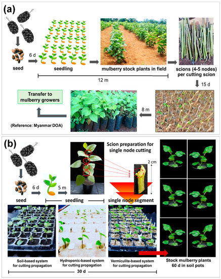 Bioactive Compounds Produced in Leaves of Mulberry (Morus alba L ...