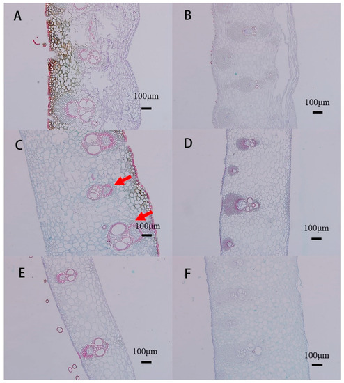 Photosynthesis, Phytohormone Signaling and Sugar Catabolism in the Culm ...