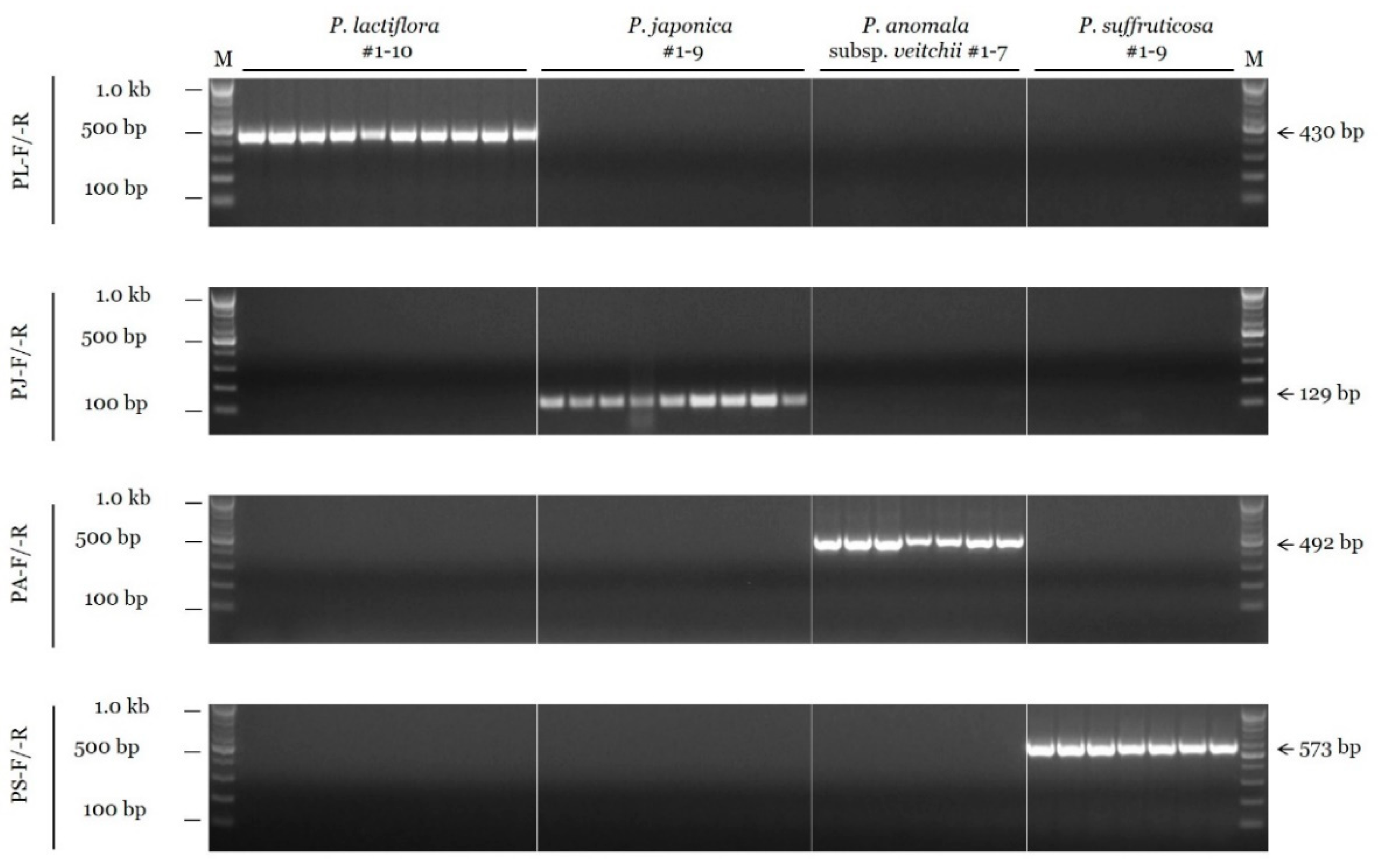 Rapid Identification of Paeoniae Radix and Moutan Radicis Cortex Using ...