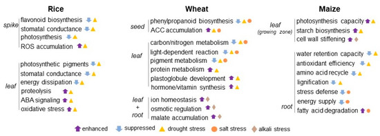 Crop Proteomics under Abiotic Stress: From Data to Insights