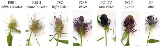 Color Variation and Secondary Metabolites’ Footprint in a Taxonomic ...