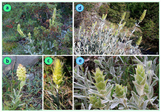Sideritis elica, a New Species of Lamiaceae from Bulgaria, Revealed by ...