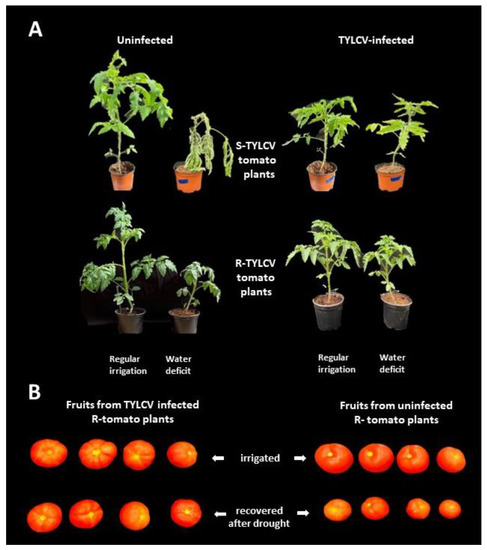 Exploiting Virus Infection to Protect Plants from Abiotic Stresses ...
