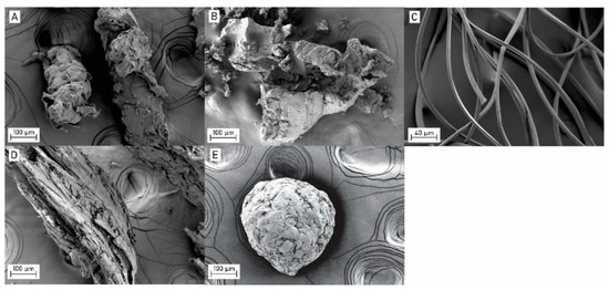 The Response of Duckweed Lemna minor to Microplastics and Its Potential ...