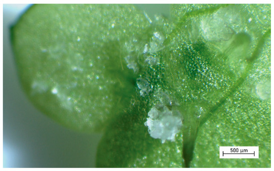 The Response of Duckweed Lemna minor to Microplastics and Its Potential ...