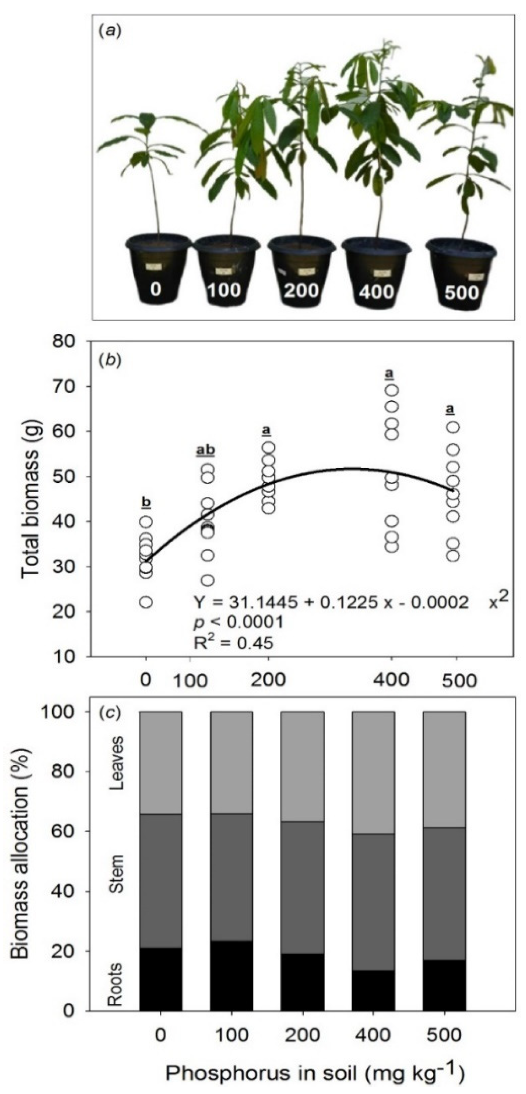The Role of Phosphate Fertilization on Physiological Responses of the ...