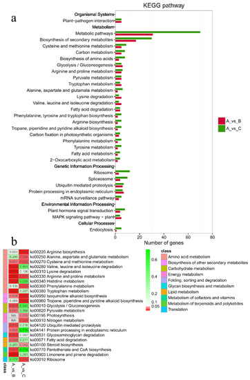 Interspecific Gene Flow and Selective Sweeps in Picea wilsonii, P ...