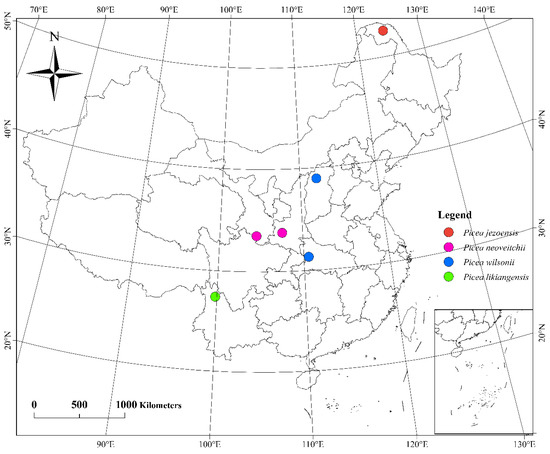 Interspecific Gene Flow and Selective Sweeps in Picea wilsonii, P ...