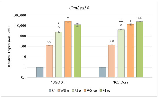 Expression of Genes Involved in ABA and Auxin Metabolism and LEA Gene ...