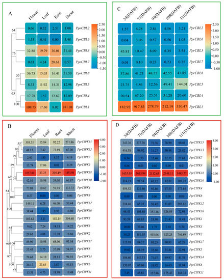 The Peach (Prunus persica) CBL and CIPK Family Genes: Protein ...