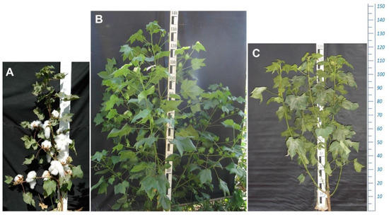 Genetic Analysis of Mutagenesis That Induces the Photoperiod ...
