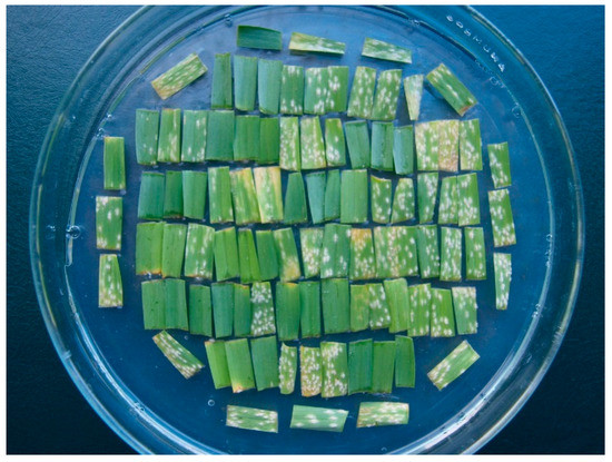 Non-Authenticity of Spring Barley Genotypes Revealed in Gene Bank ...
