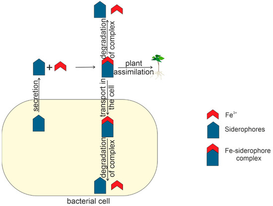 Bacterial Siderophores: Classification, Biosynthesis, Perspectives of ...