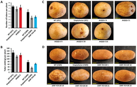 Orphan Genes in Crop Improvement: Enhancing Potato Tuber Protein ...