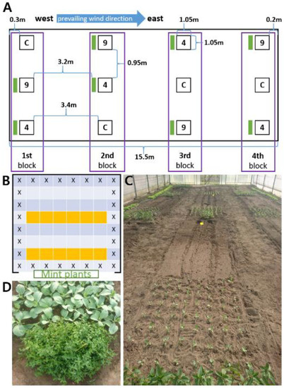 Modulating Expression Levels of TCP Transcription Factors by Mentha x ...
