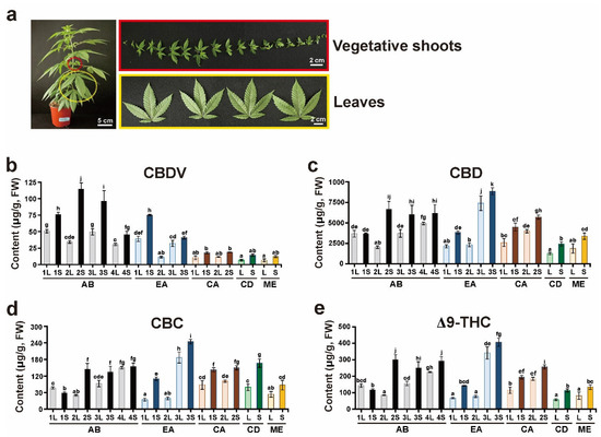 Profiling Cannabinoid Contents and Expression Levels of Corresponding ...