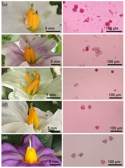 Cytoplasmic Male Sterility Incidence in Potato Breeding Populations ...