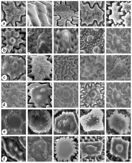 Plants | Free Full-Text | A Multi-Considered Seed Coat Pattern Classification of Allium L. Using ...